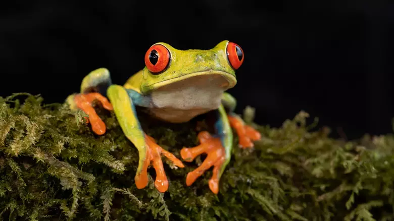 Rainforest Cafe's Maskottchen