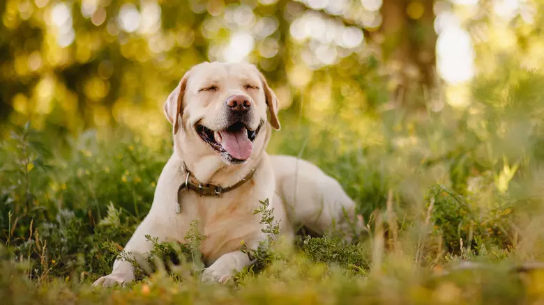 Glécklechen Hond deen am Gras läit