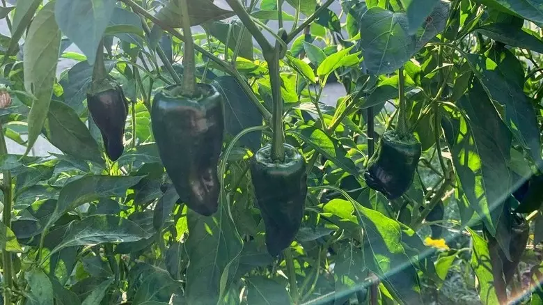 Poblanos amadurecendo em pimentas ancho