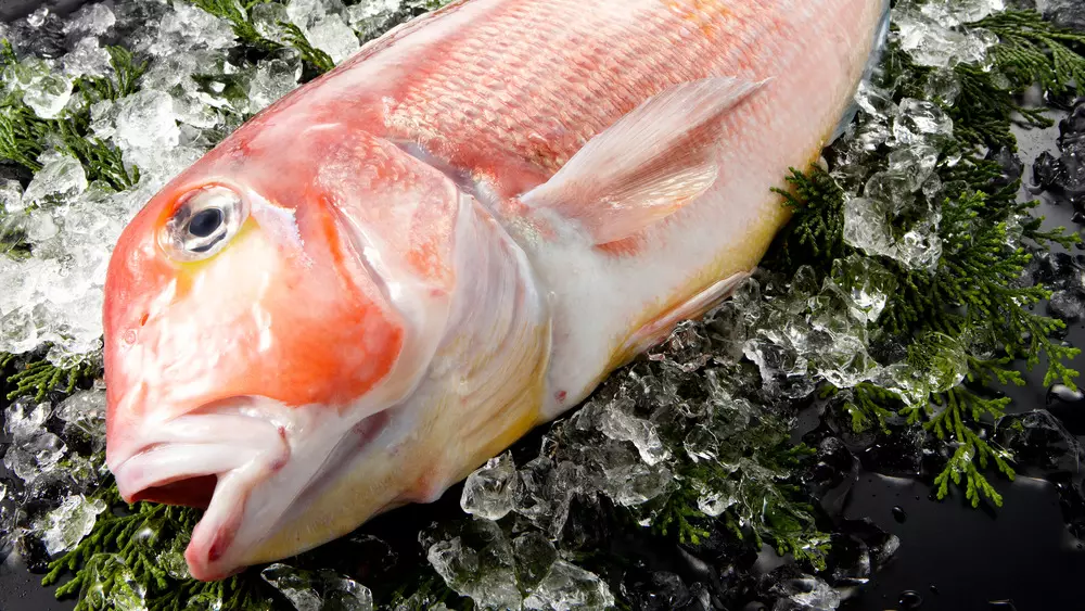 tilefish refrigerado no gelo e vegetação