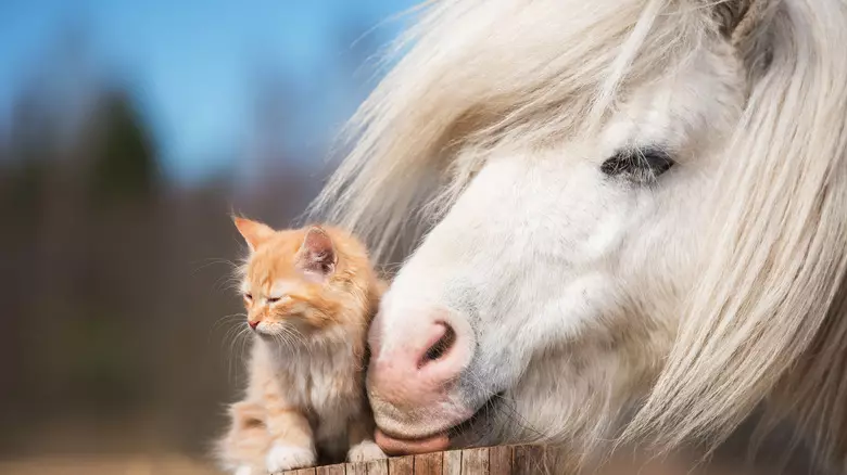 Weißes Pferd, das mit einer orangefarbenen Katze kuschelt