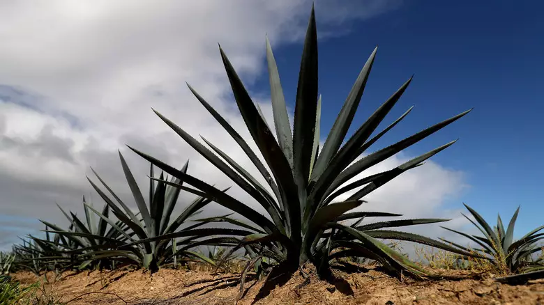 Plantas de agave azul