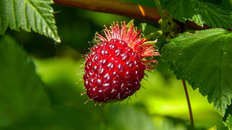 Isang salmonberry na nakasabit sa sanga