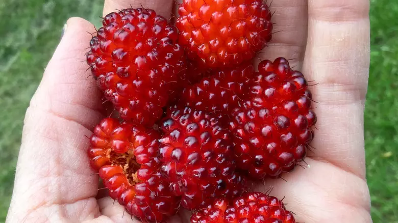 Un puñado de salmonberries