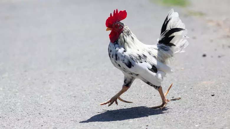 Ayam bergayut di atas jalan