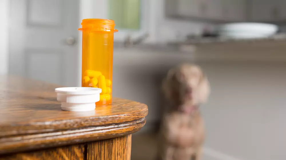 Chien en attente de médicaments sur ordonnance