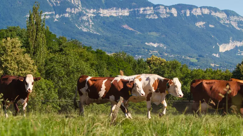 Gruyère schweiz betesmarker