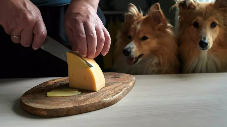 Kaas snijden met honden op de achtergrond