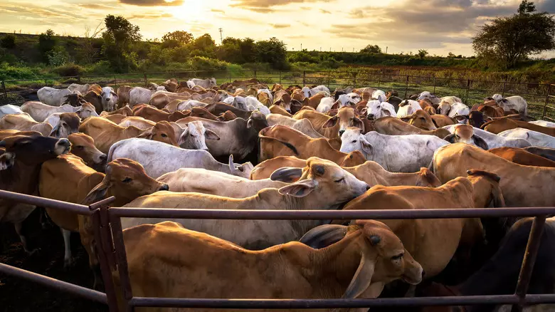 Vite de carne la o fermă de vite