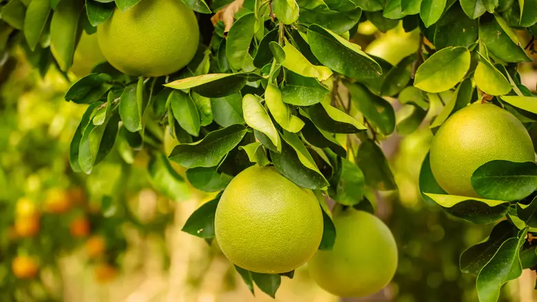 hinog na berdeng pomelo sa puno