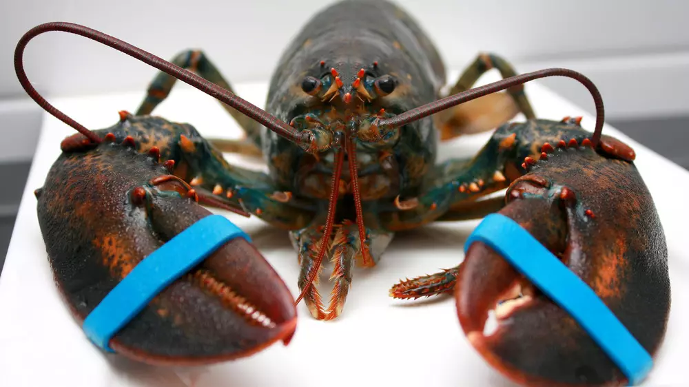 Rarama lobster ine rubber-banded claws