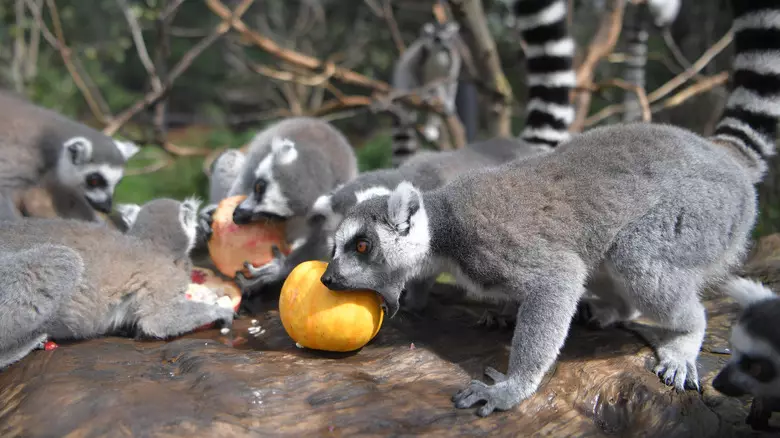 Lemurs na-eri mkpụrụ osisi na Yunnan