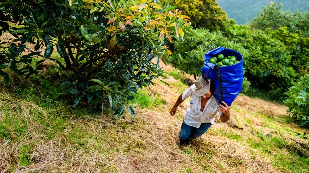 അവോക്കാഡോ കർഷകൻ