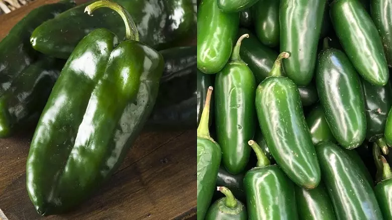 Poblano paprika och jalapeñopeppar