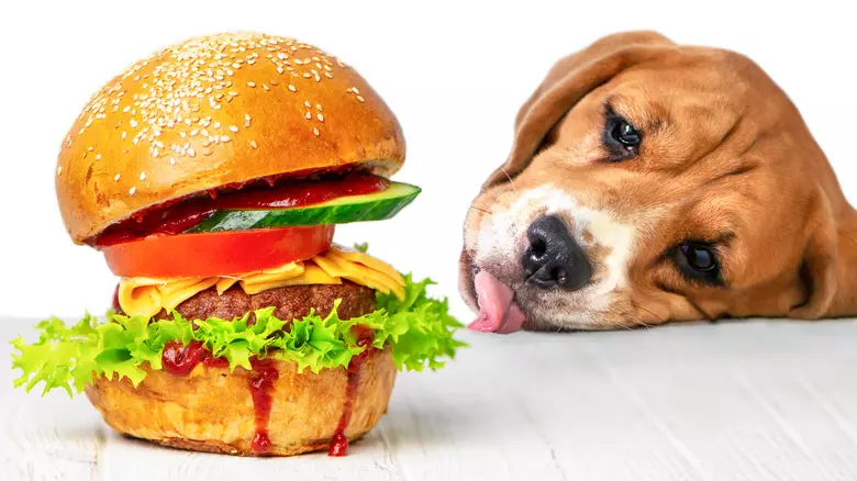 狗饿着肚子看着汉堡