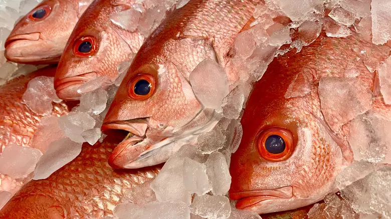 pescado pargo rojo sobre hielo