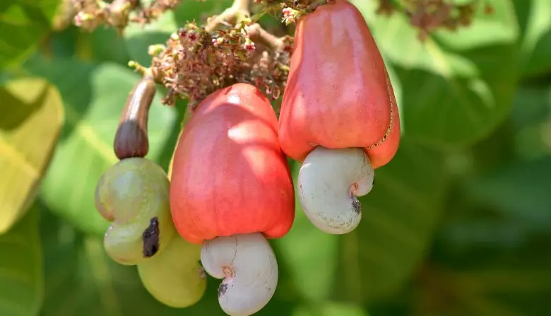 Alimentos que non recoñecerías no seu estado natural 2174_1