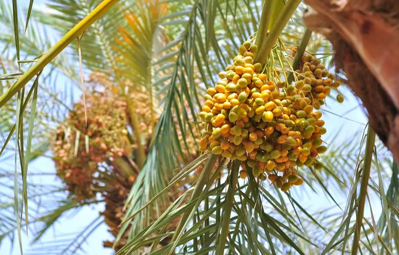 Liewensmëttel déi Dir net an hirem natierlechen Zoustand erkennt 2174_11