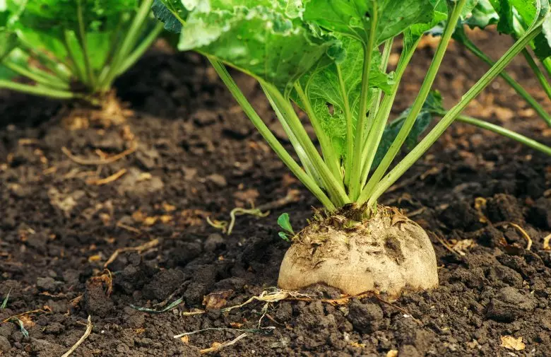 Maisto produktai, kurių neatpažintumėte esant natūraliai 2174_5