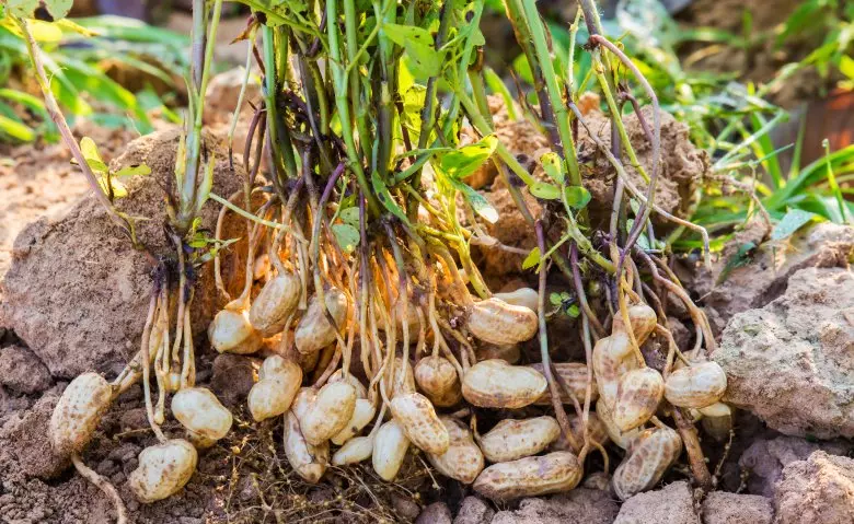 Maisto produktai, kurių neatpažintumėte esant natūraliai 2174_9