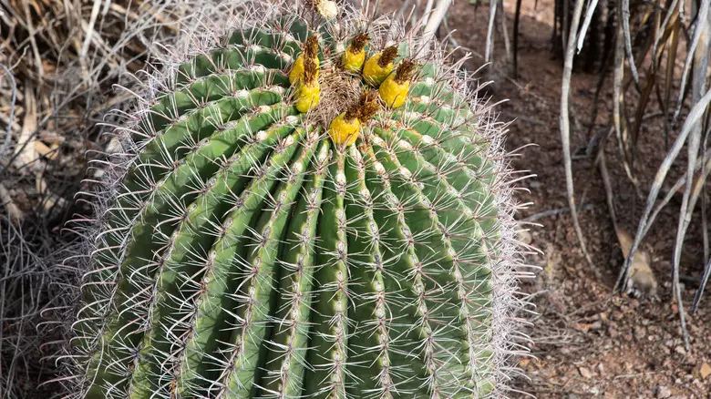 Umgqomo we-Fishhook cactus