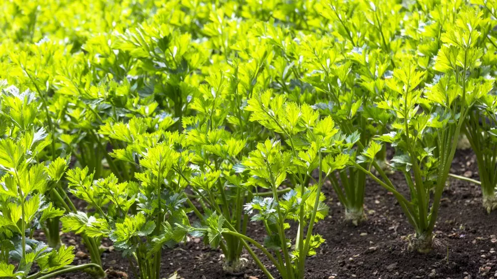 Nagtubo nga celery