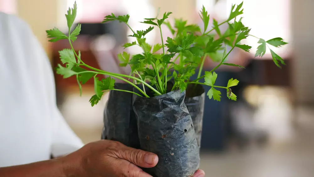 鉢植えのミナリ植物を持っている人