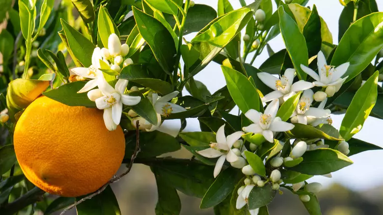 Lapu apelsīnu koks ar ziediem