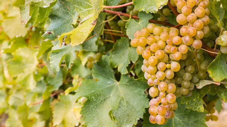 Стиглі сорти винограду Совіньйон Блан