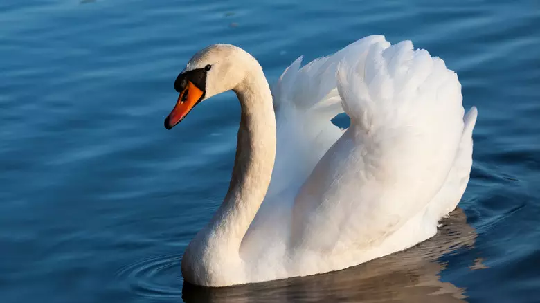 Swan ninu omi
