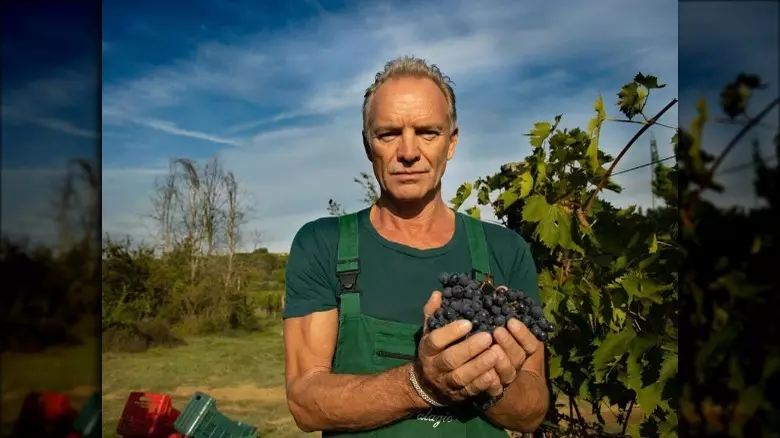 Piki en la vinberejo tenante vinberojn dum rikolto