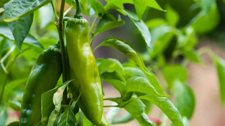 ताजा मिर्च बिरुवा