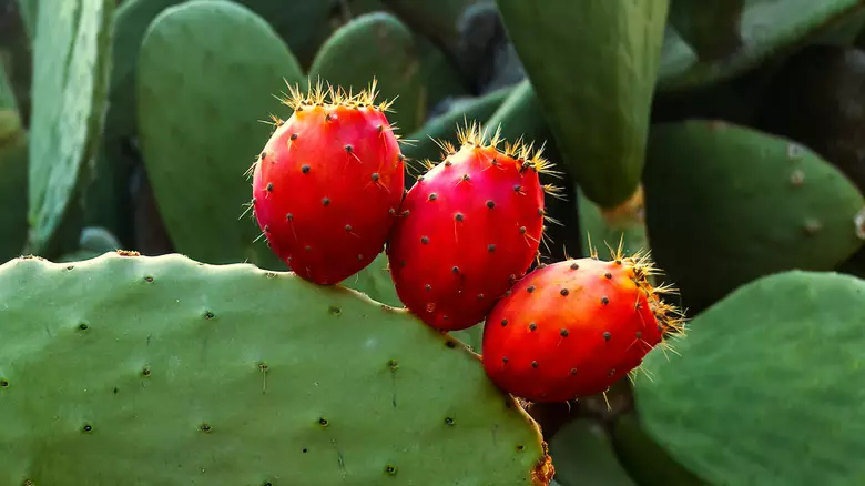 Li-bulbs tse khubelu tsa pear cacti