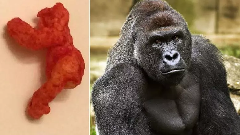 Harambe the flamin ក្តៅ Cheeto