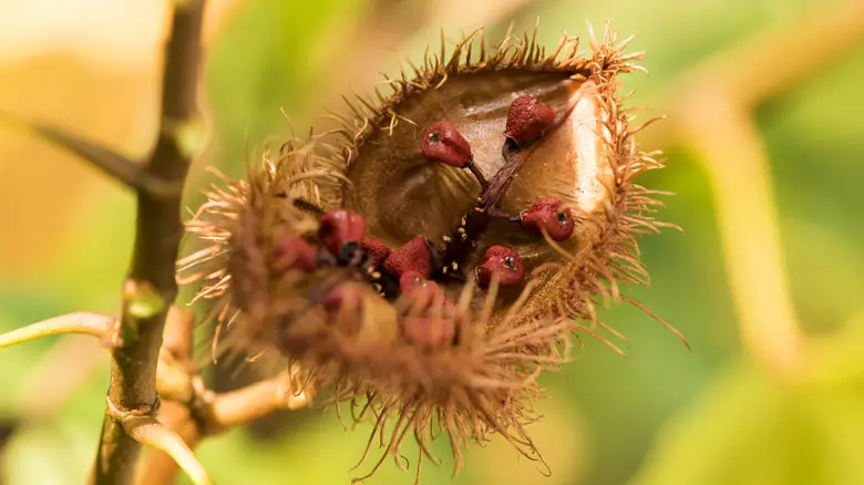 tüklü görünüşlü Annatto ağacı