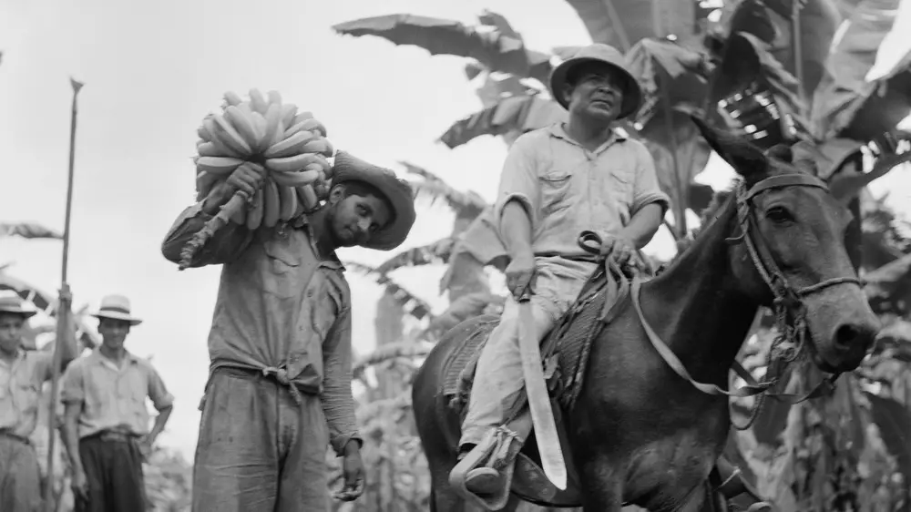 Pagtatanim ng saging sa Honduras