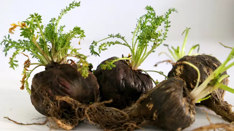 Maca hitam pada latar belakang putih