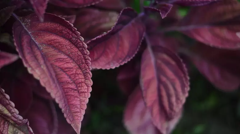 Gambi di foglie di shiso viola