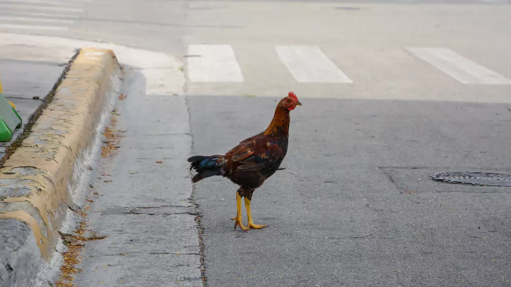 Pollastre travessant la carretera