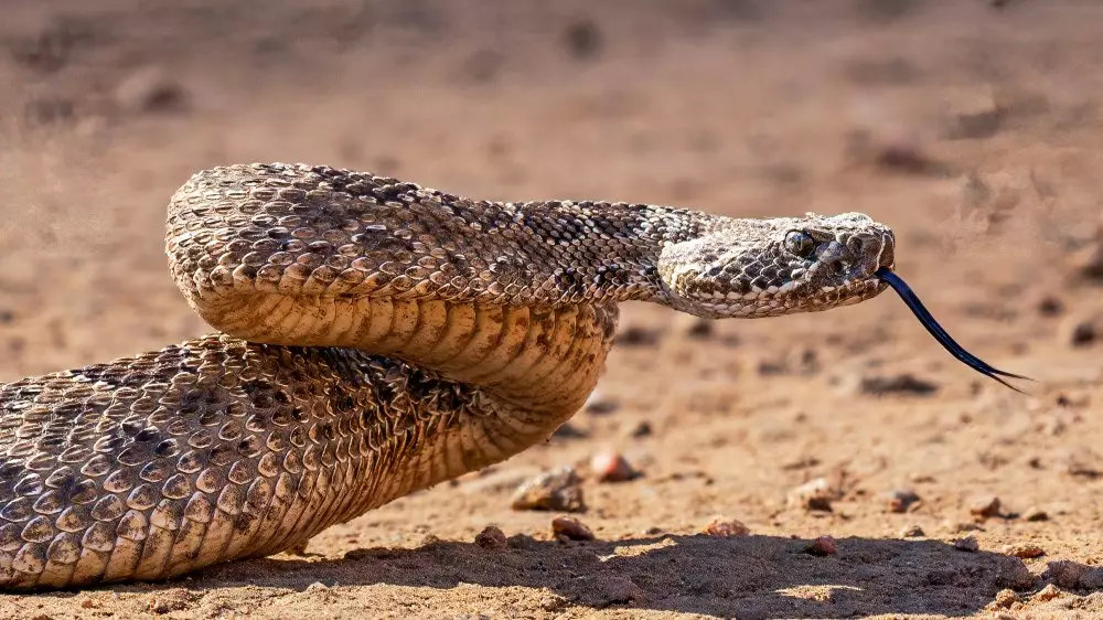 ರಾಟಲ್ಸ್ನೇಕ್