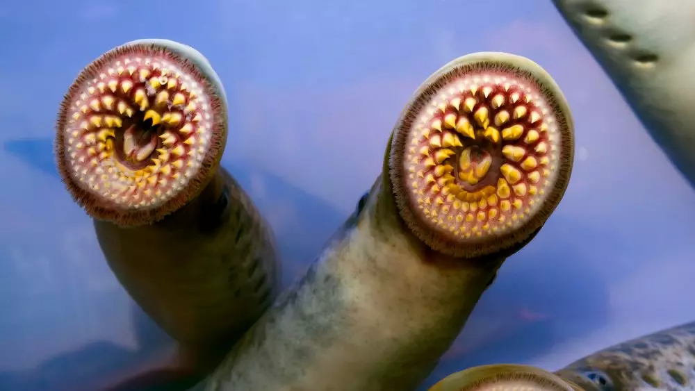 Lamprey