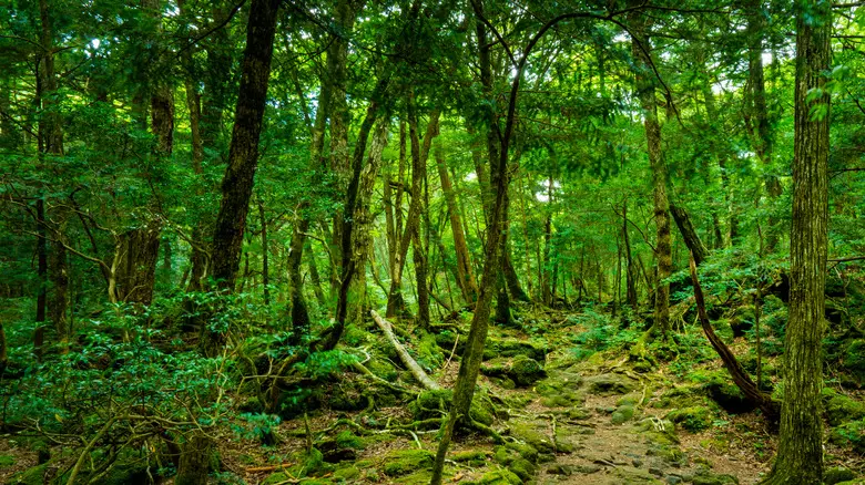 Tekun Bishiyoyi a Japan