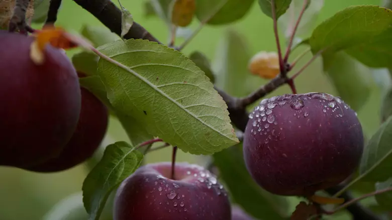 cidropomoj en fruktoĝardeno