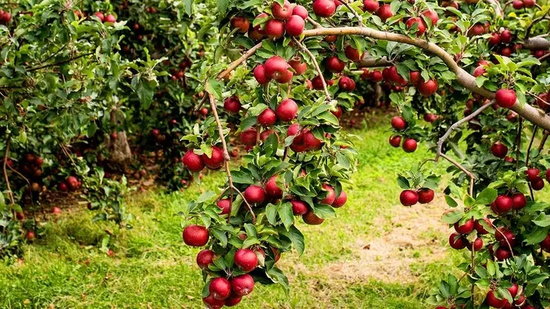 Binu Orchard apples