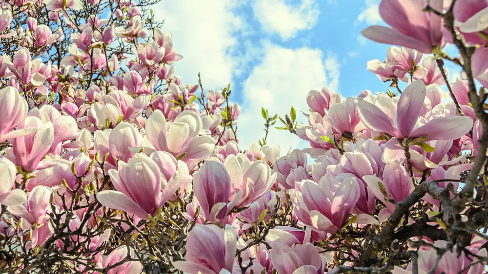 Cvetovi magnolije rastejo na pravi