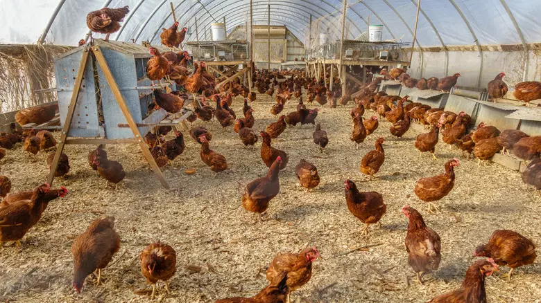 Ayam kampung di kandang