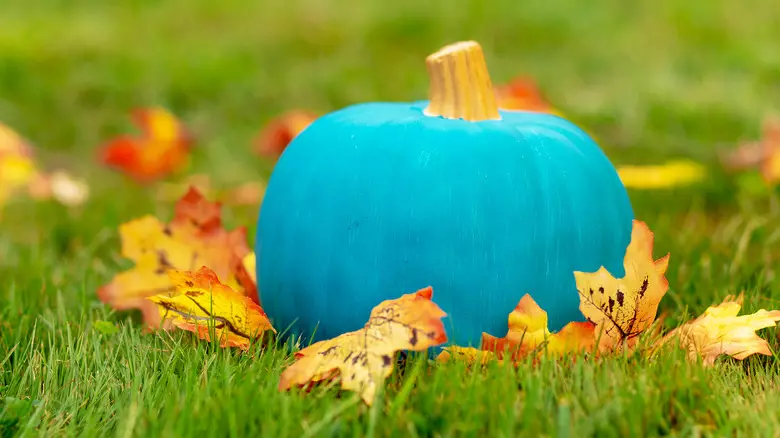 Zucca verde acqua seduta tra erba e foglie