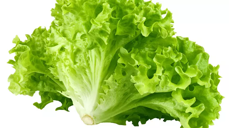 Coral lettuce