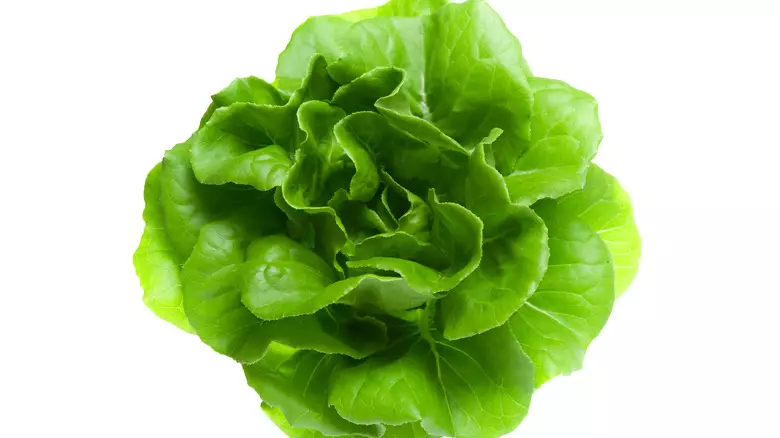 lechuga de mantequilla