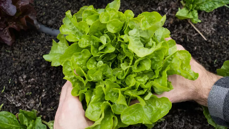 lechuga de hoja de roble verde